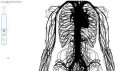 Google Body Browser: la anatomía humana en 3D - RedUSERS