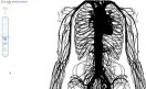 Google Body Browser: la anatomía humana en 3D - RedUSERS