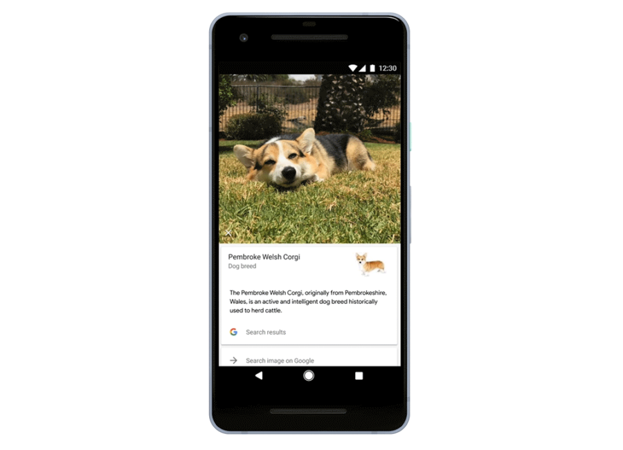 Google Lens ahora puede detectar razas de perros y gatos - RedUSERS