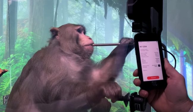 Mono juega videojuegos con la mente - RedUSERS